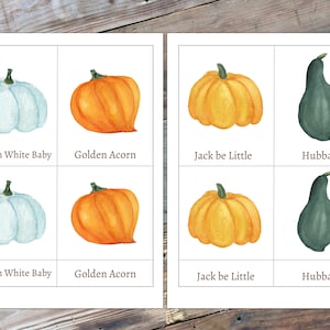 PUMPKIN Varieties Mini Poster + 3-part Cards, Homeschool, Montessori ...