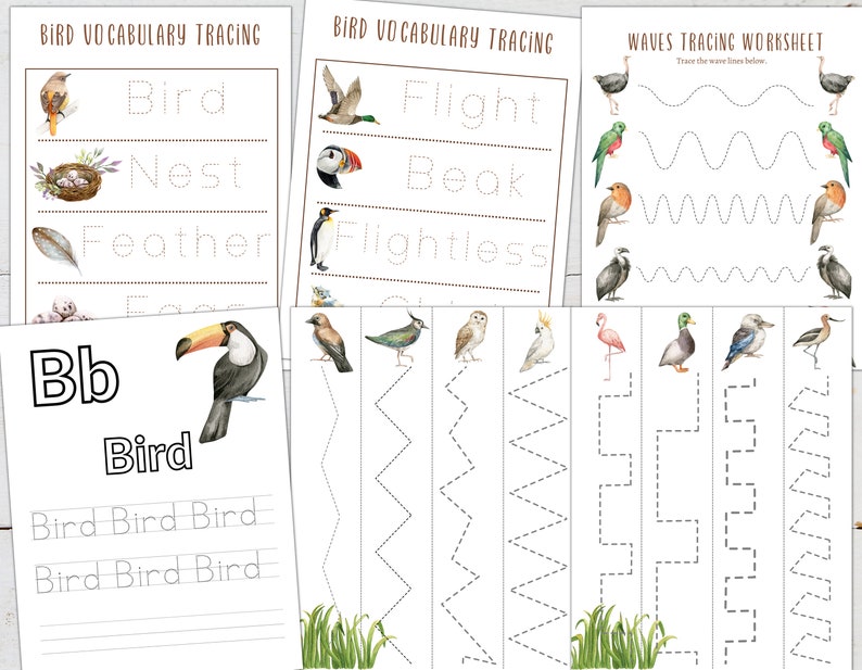 BIRD Unit Study Life Cycle Anatomy Nature Study Science - Etsy