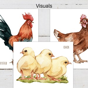 CHICKEN Mini Unit Study, Life Cycle, Anatomy, Nature Study, Science ...