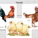 CHICKEN Mini Unit Study Life Cycle Anatomy Nature Study - Etsy