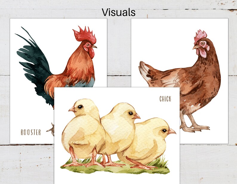 CHICKEN Mini Unit Study Life Cycle Anatomy Nature Study - Etsy
