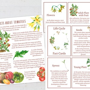TOMATO Unit Study, Life Cycle, Anatomy, Nature Study, Science ...