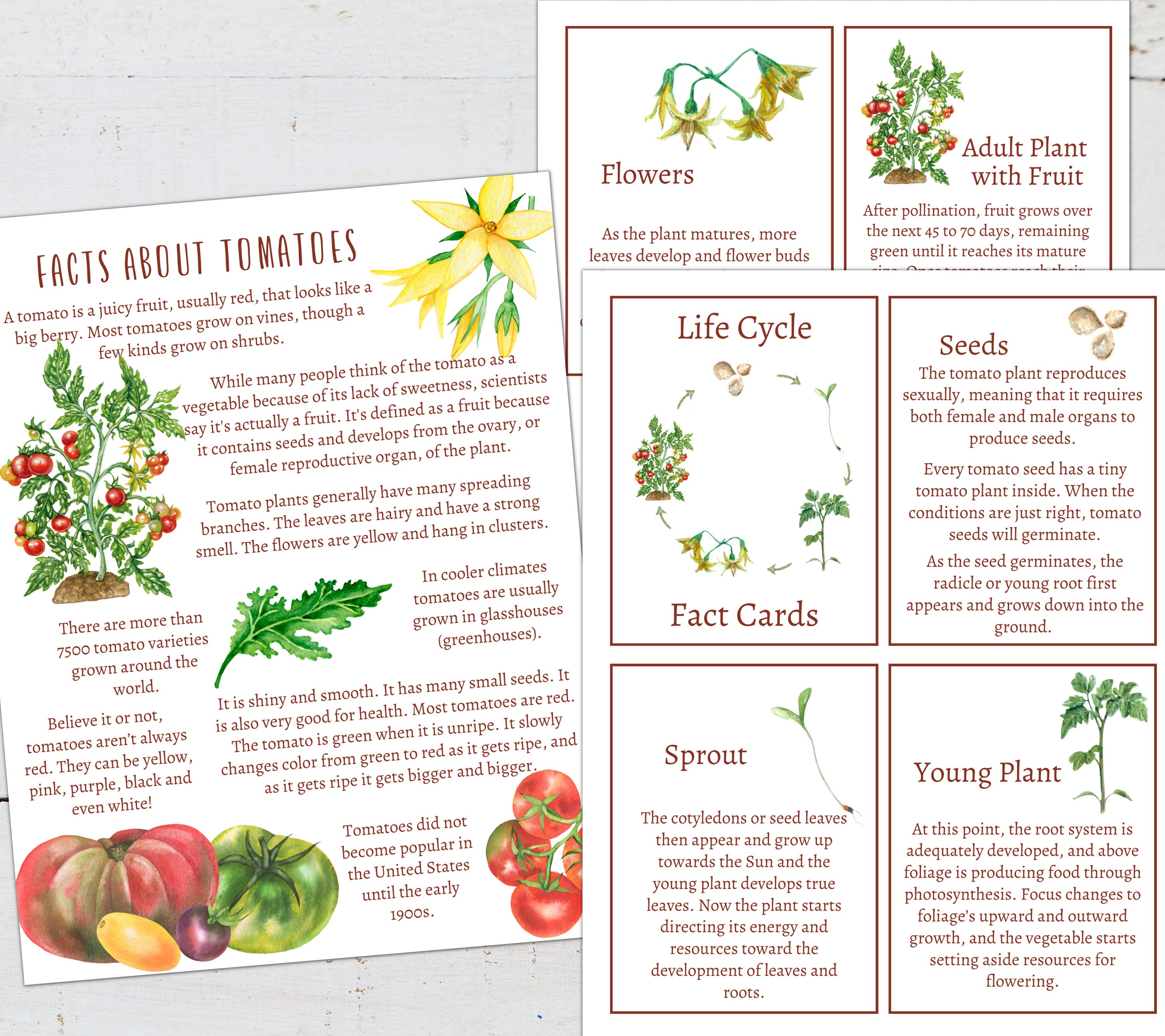 TOMATO Unit Study, Life Cycle, Anatomy, Nature Study, Science ...
