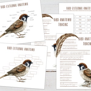 BIRD Unit Study, Life Cycle, Anatomy, Nature Study, Science, Homeschool ...