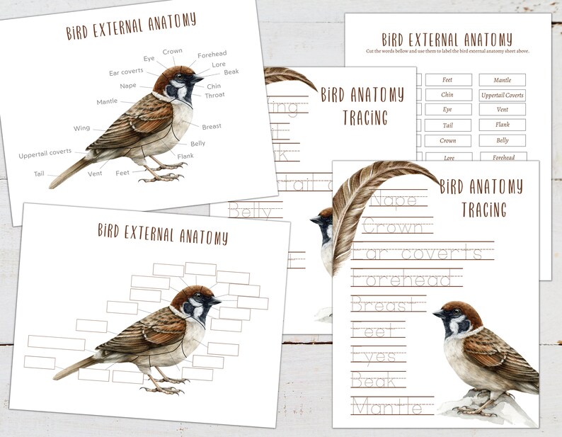 BIRD Unit Study, Life Cycle, Anatomy, Nature Study, Science, Homeschool ...