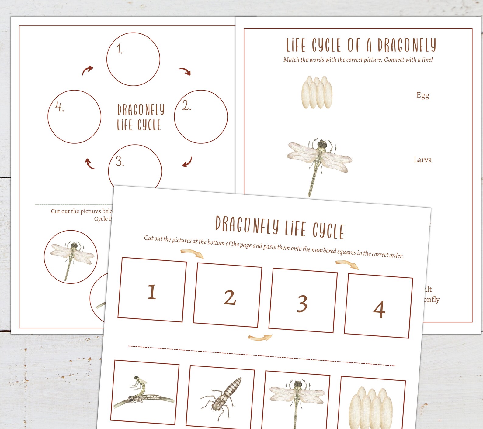 DRAGONFLY Life Cycle, Nature Study, Science, Homeschool, Montessori ...