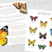 BUTTERFLY Unit Study, Life Cycle, Anatomy, Species, Nature Study ...