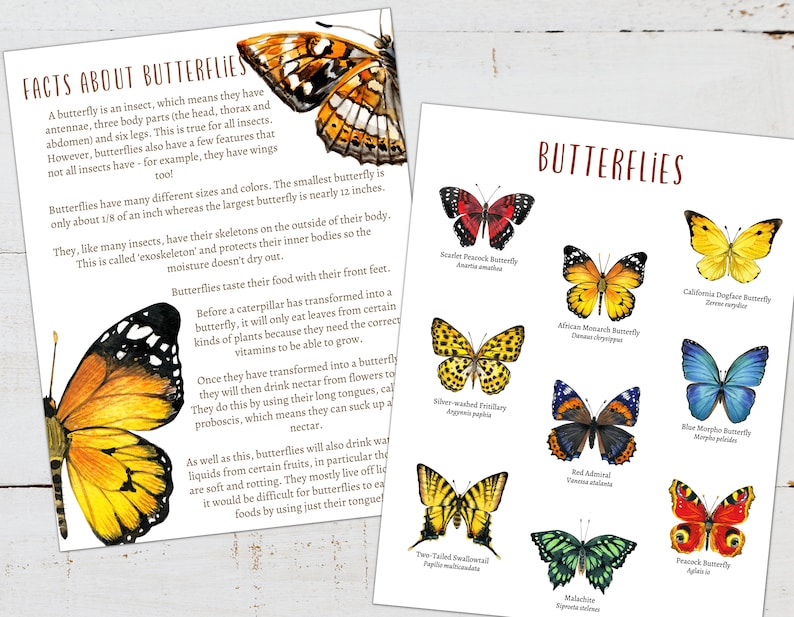BUTTERFLY Unit Study, Life Cycle, Anatomy, Species, Nature Study ...