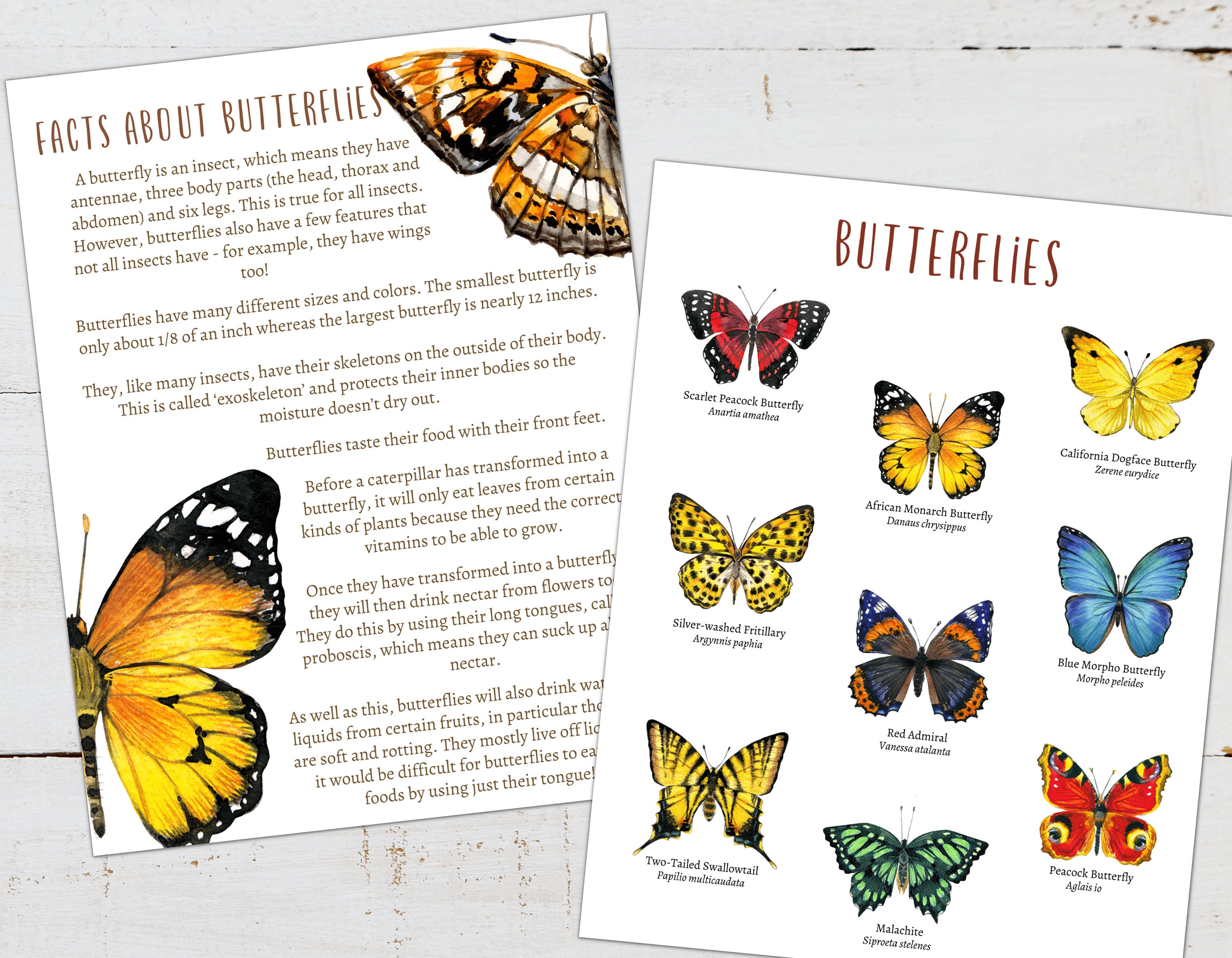 BUTTERFLY Unit Study, Life Cycle, Anatomy, Species, Nature Study ...
