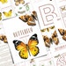 BUTTERFLY Unit Study, Life Cycle, Anatomy, Species, Nature Study ...