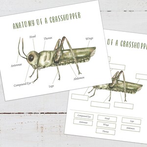 GRASSHOPPER Unit Study, Life Cycle, Anatomy, Nature Study, Science ...