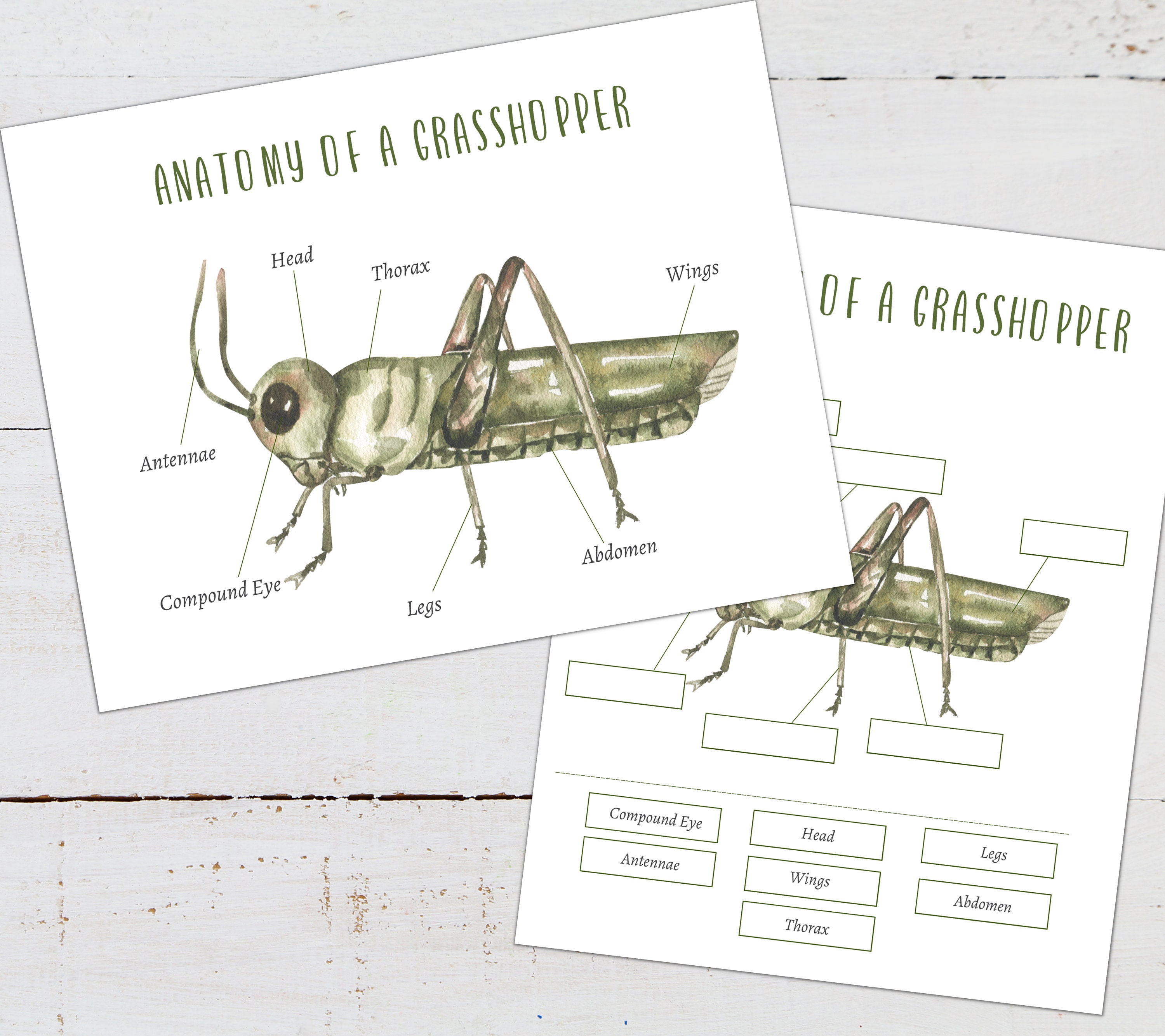 GRASSHOPPER Unit Study, Life Cycle, Anatomy, Nature Study, Science ...