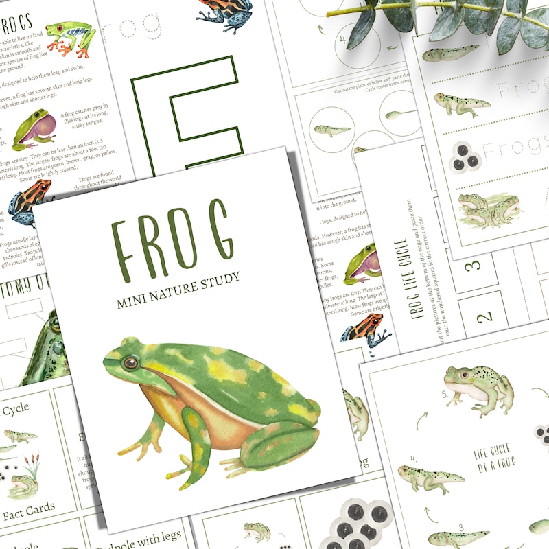 Frog Life Cycle - Etsy