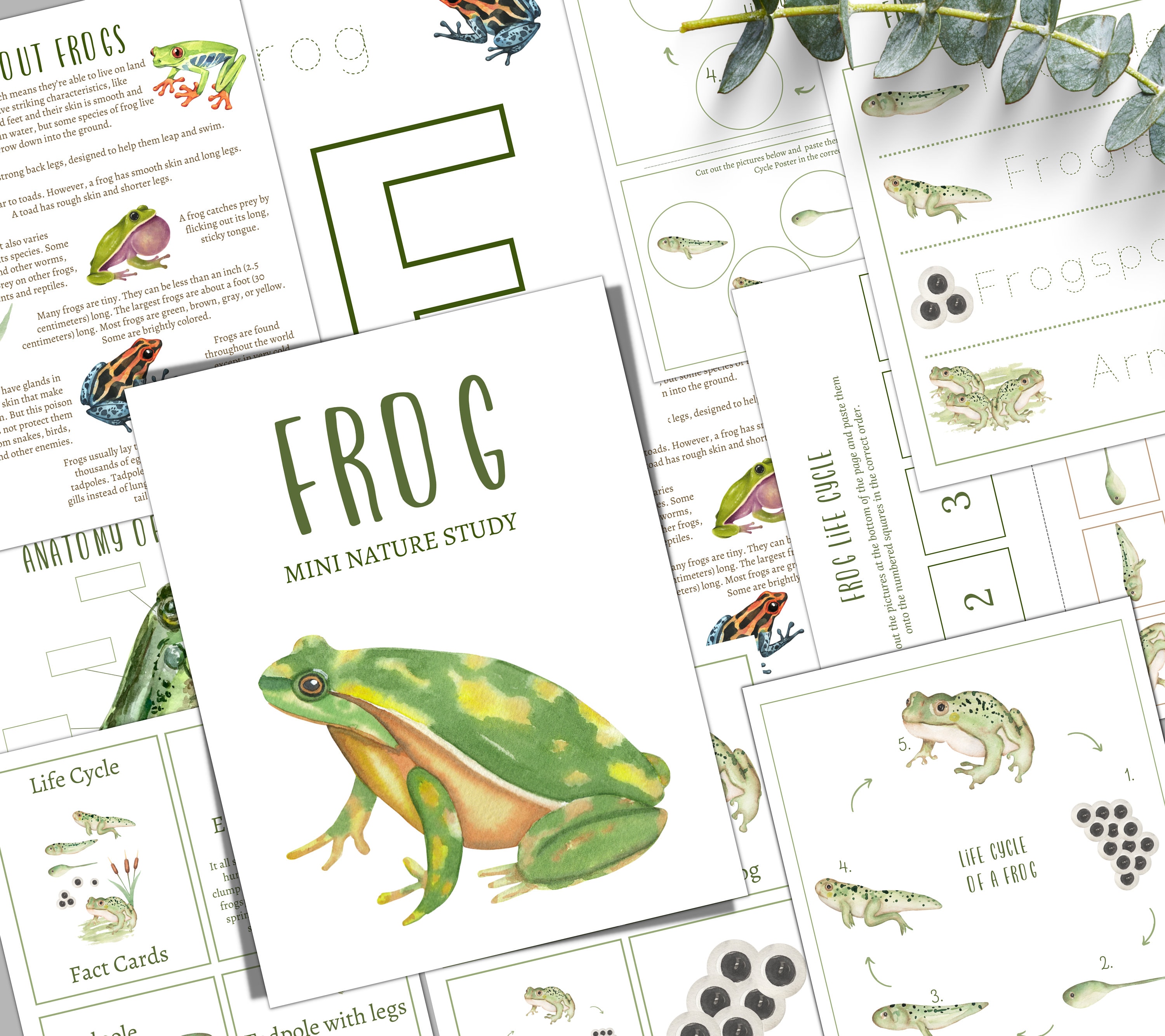 FROG Unit Study Life Cycle Anatomy Nature Study Science - Etsy
