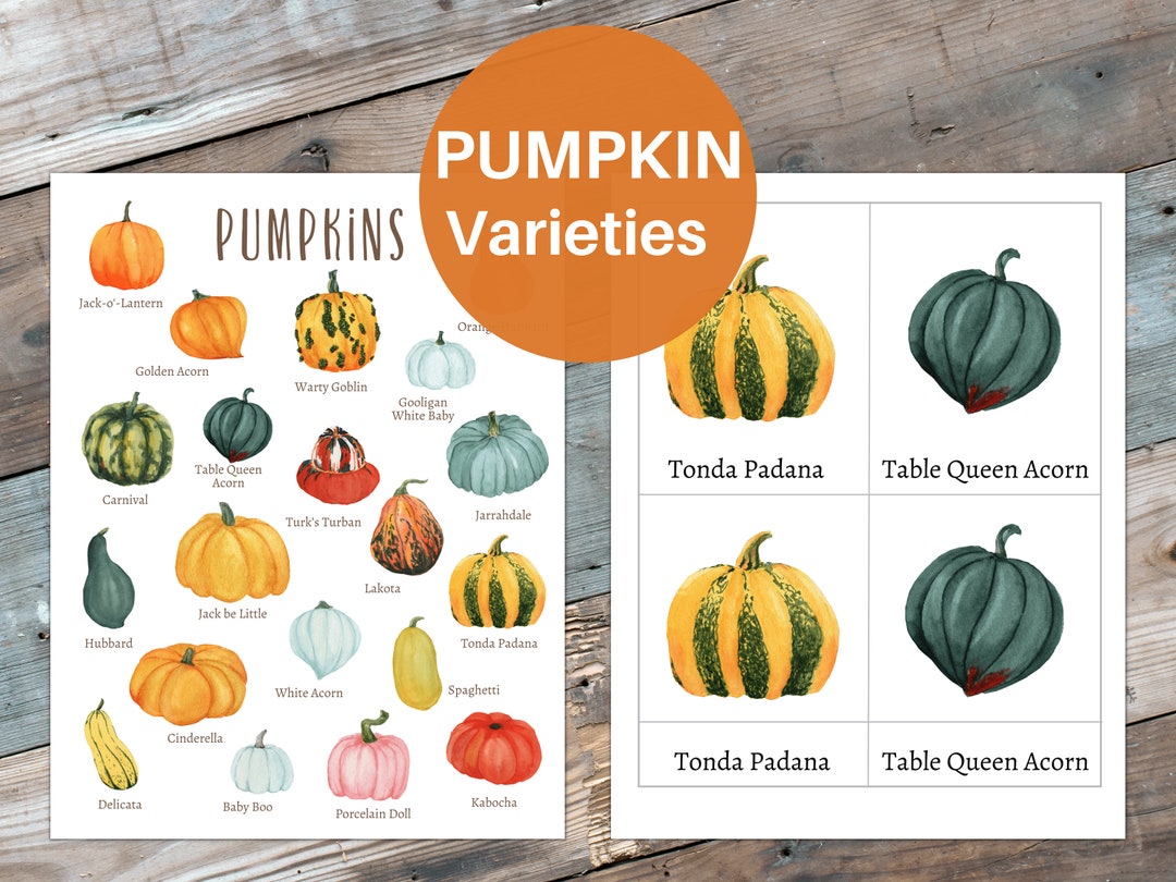 PUMPKIN Varieties Mini Poster + 3-part Cards, Homeschool, Montessori ...