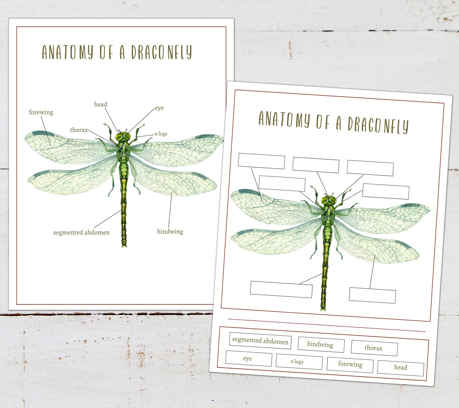 DRAGONFLY Unit Study, Life Cycle, Anatomy, Nature Study, Science ...