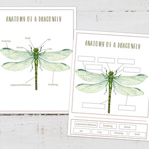 DRAGONFLY Unit Study, Life Cycle, Anatomy, Nature Study, Science ...