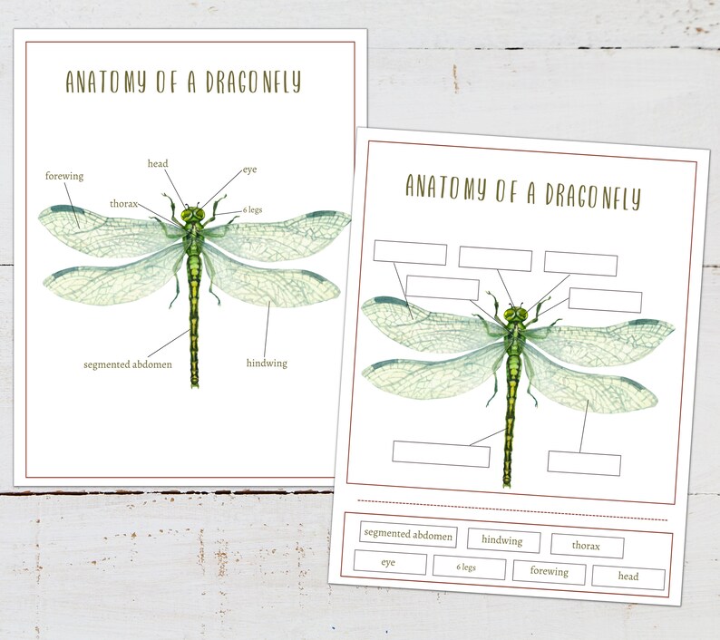 DRAGONFLY Unit Study, Life Cycle, Anatomy, Nature Study, Science ...