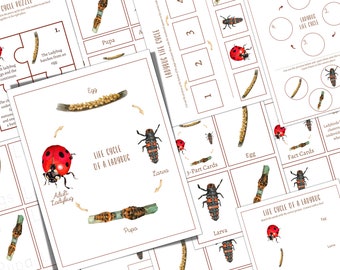 Ladybug Life Cycle Nomenclature - Etsy UK