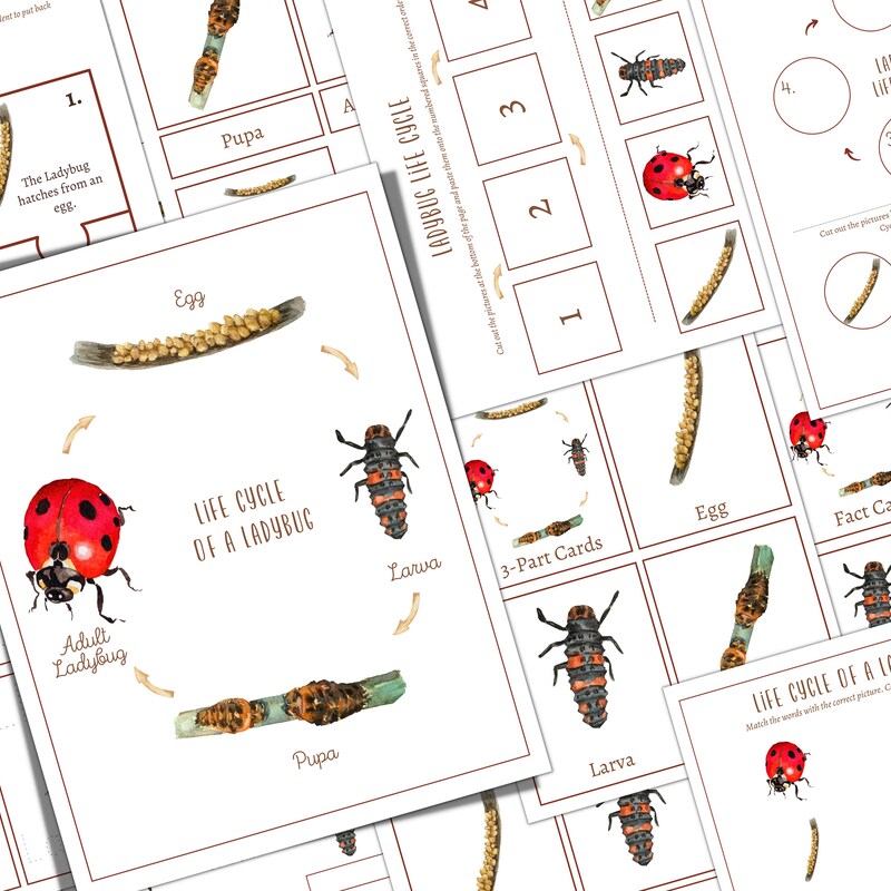 Life Cycle of a Ladybug - Etsy