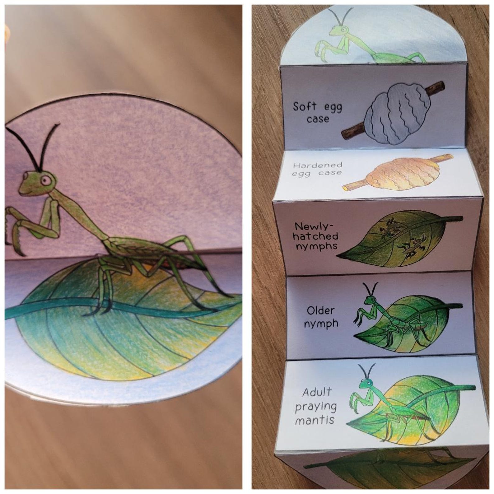 Praying Mantis Life Cycle Foldable Template, Kids' Science Craft, A4 ...