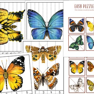 BUTTERFLY Unit Study, Life Cycle, Anatomy, Species, Nature Study ...
