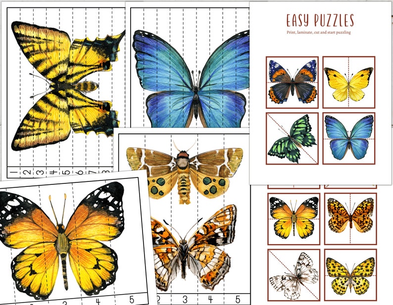 BUTTERFLY Unit Study Life Cycle Anatomy Species Nature - Etsy