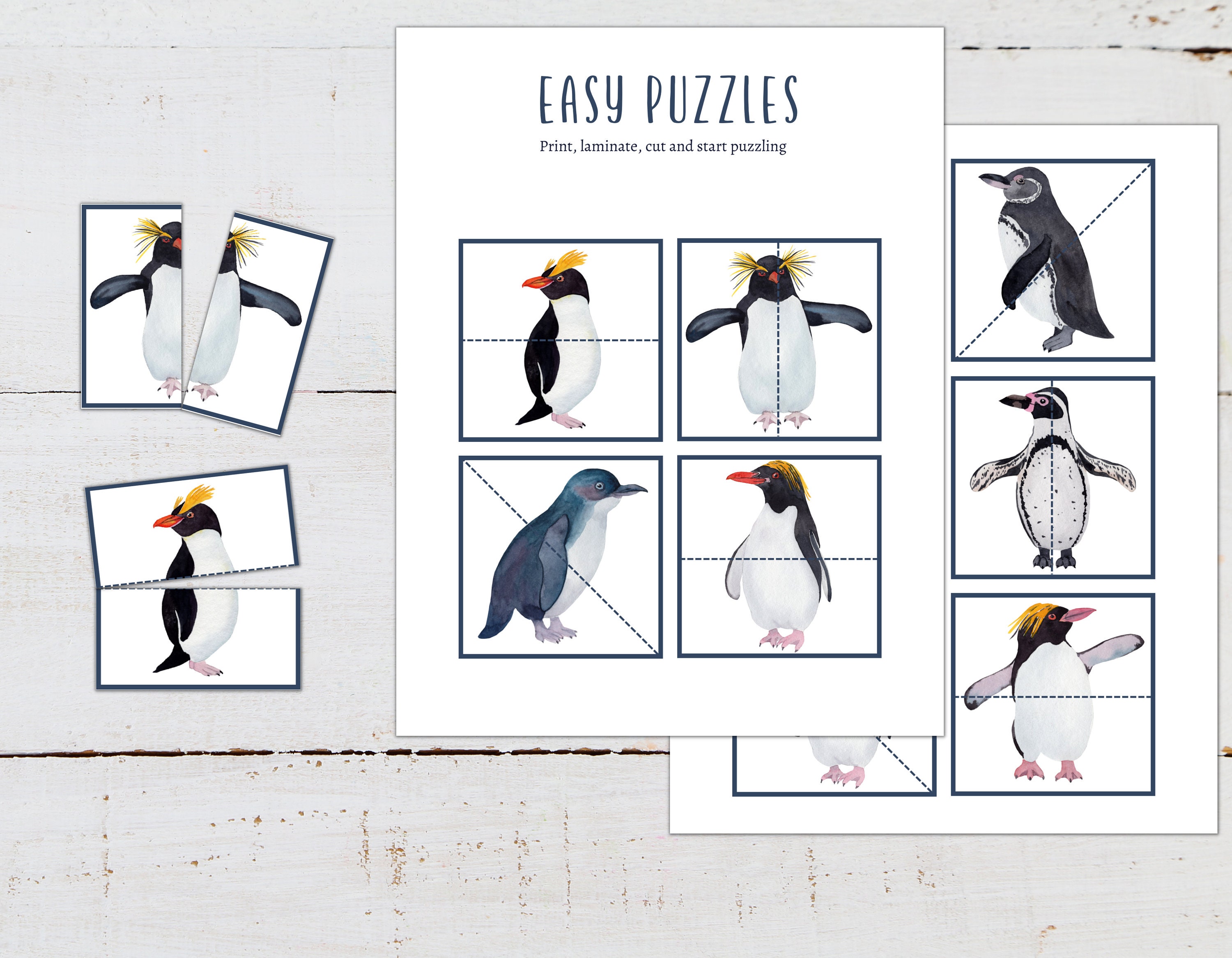 PENGUINS Unit Study, Life Cycle, Anatomy, Nature Study, Science ...