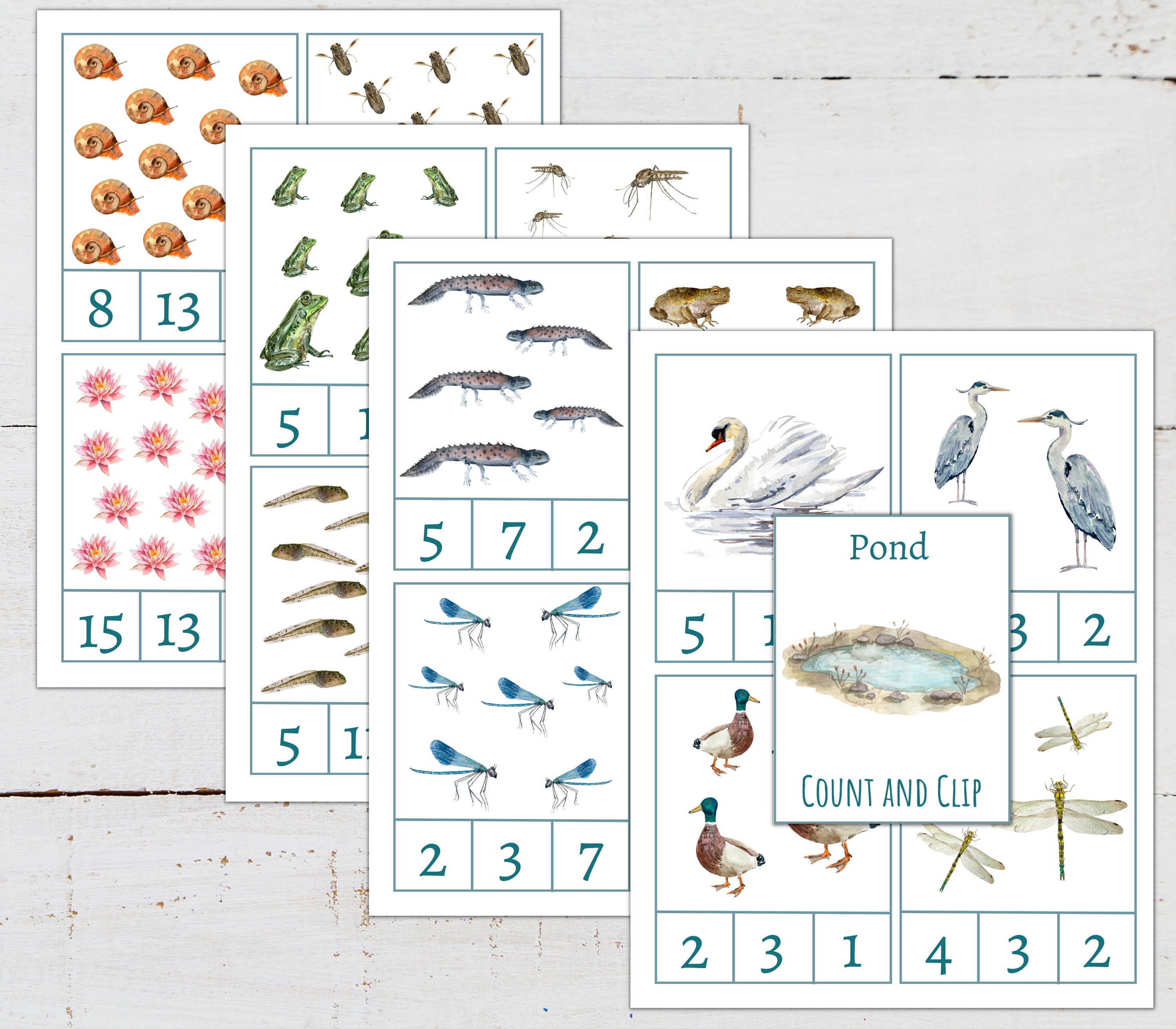 POND LIFE Unit Study Life Cycle Anatomy Nature Study - Etsy Australia