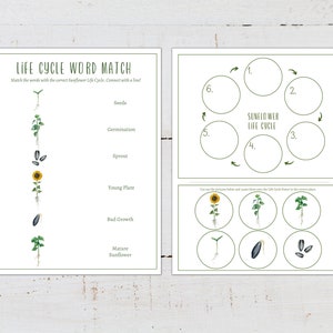 SUNFLOWER LIFE CYCLE, Posters, 3-part Cards, Fact Cards, Tracing ...