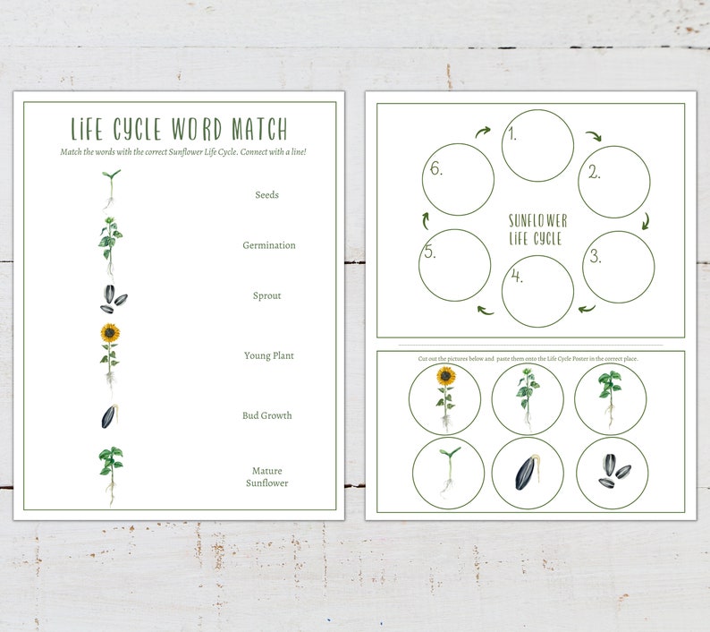 SUNFLOWER LIFE CYCLE, Posters, 3-part Cards, Fact Cards, Tracing ...