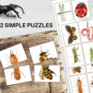 MINIBEASTS Pre-k and K Activity Pack, Homeschool, Digital, Instant ...