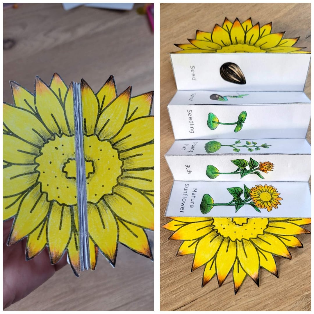 Sunflower Life Cycle Foldable Template, Kids' Science Craft, A4 and ...