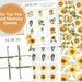 SUNFLOWER Unit Study, Life Cycle, Anatomy, Nature Study, Science ...