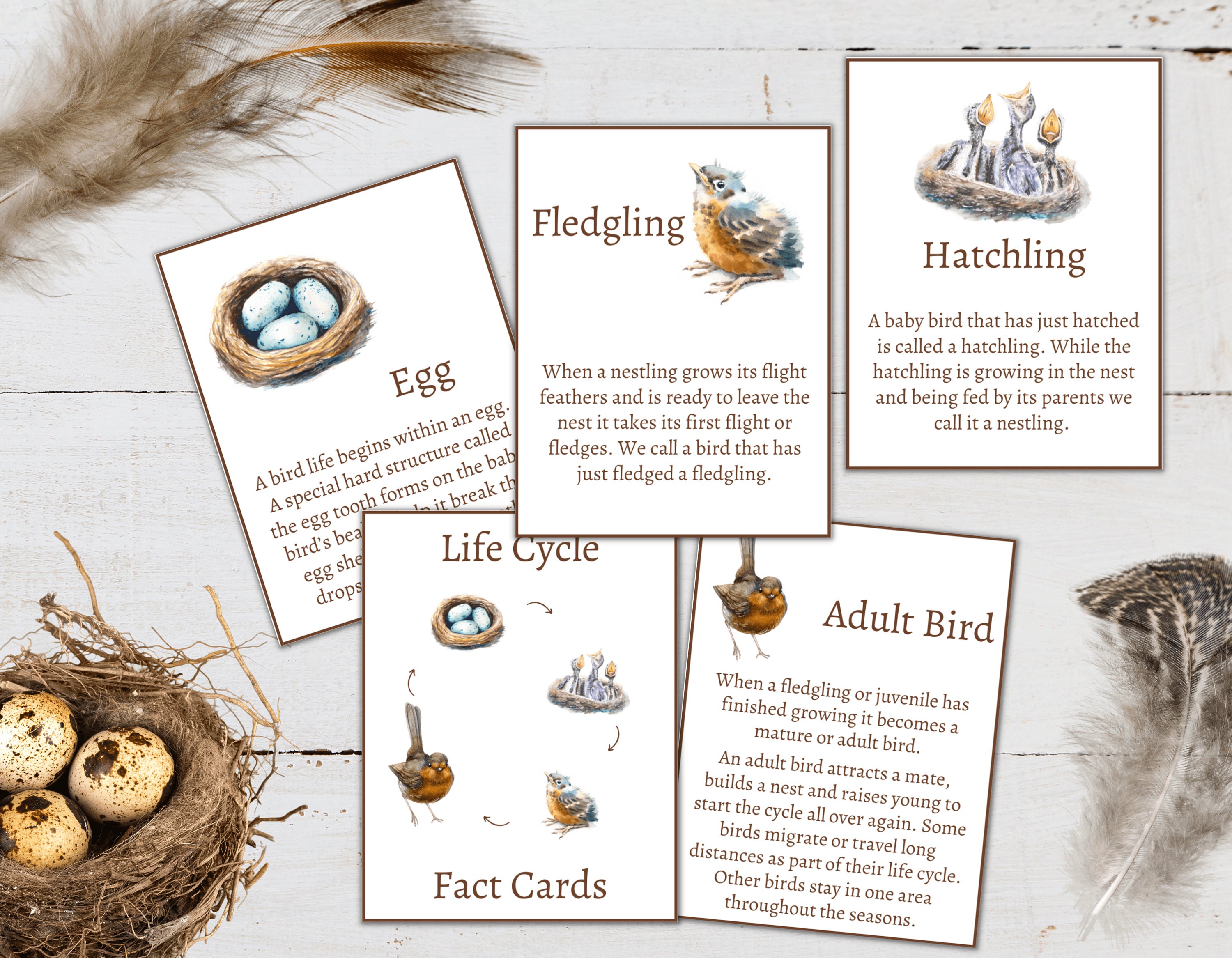BIRD LIFE CYCELE, Homeschool, Montessori, Instant Download - Etsy
