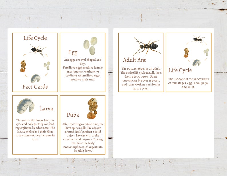 ANT LIFE CYCELE, Homeschool, Montessori, Instant Download - Etsy