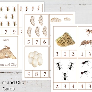 ANT Unit Study, Life Cycle, Anatomy, Nature Study, Science, Homeschool ...