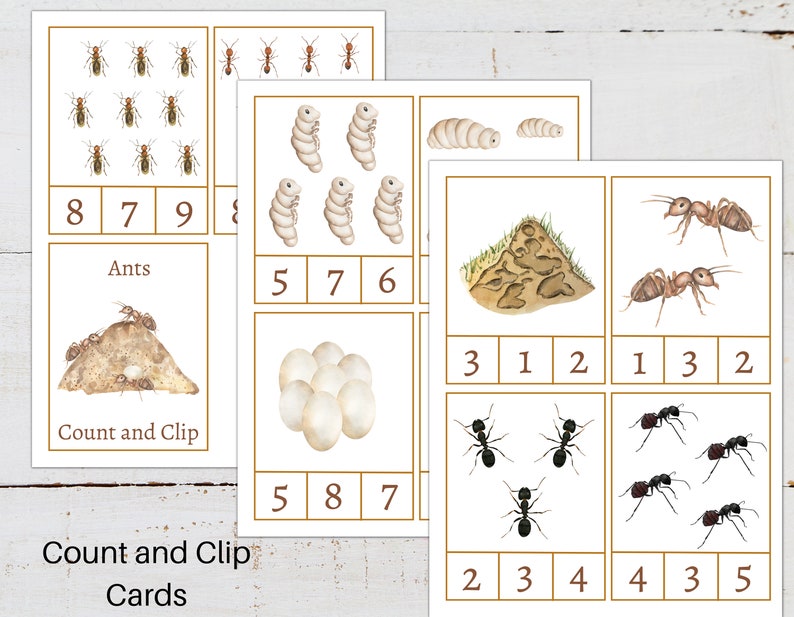ANT Unit Study, Life Cycle, Anatomy, Nature Study, Science, Homeschool ...