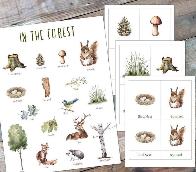 IN THE FOREST Pre-k and K Activity Pack, Homeschool, Digital, Instant ...