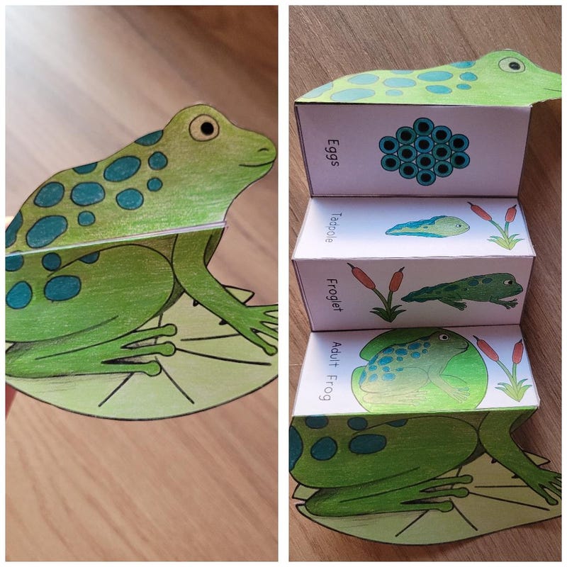 Frog Life Cycle - Etsy