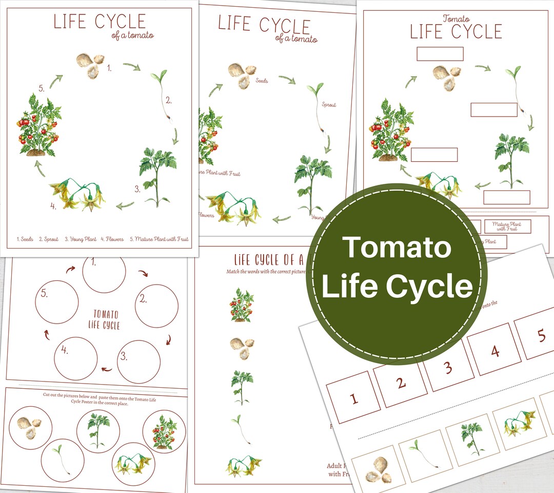 TOMATO Life Cycle, Nature Study, Science, Homeschool, Montessori ...