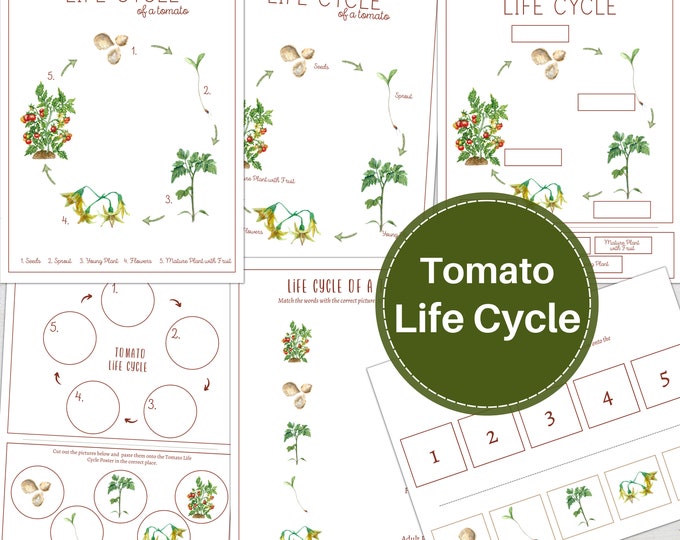 Life Cycle of a Tomato Plant Pack - Etsy Canada