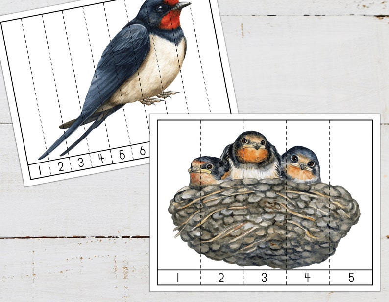 BARN SWALLOW Mini Unit Study Life Cycle Anatomy Nature - Etsy