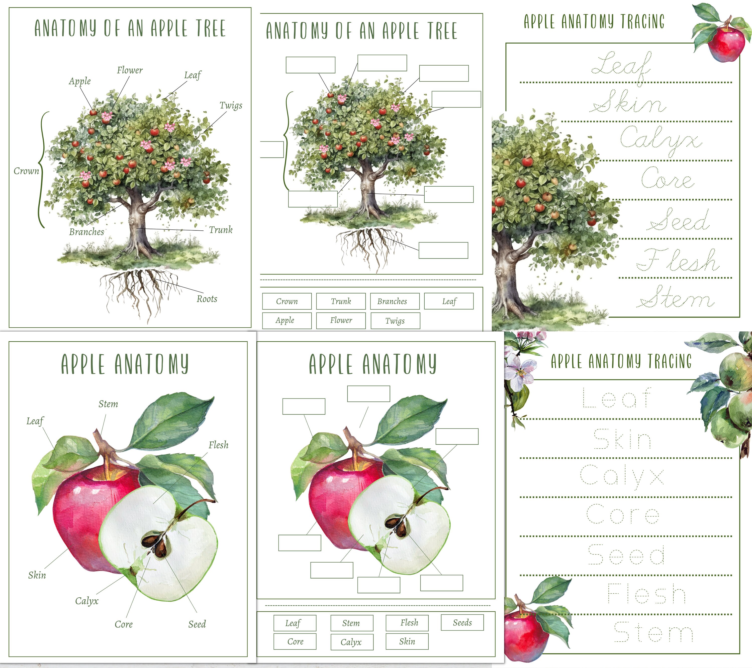 APPLE Unit Study, Life Cycle, Anatomy, Nature Study, Science ...