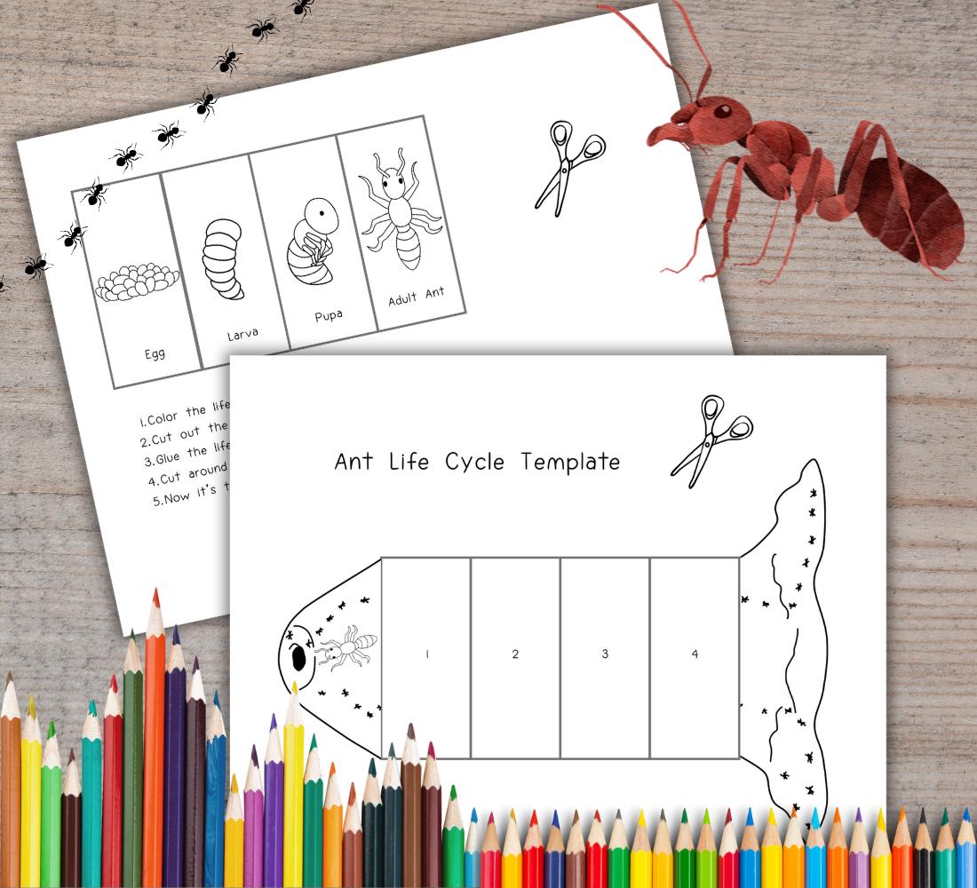 Ant Life Cycle Foldable Template, Kids' Science Craft, A4 and 11x8.5 In ...