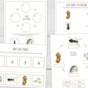 ANT LIFE CYCELE, Homeschool, Montessori, Instant Download - Etsy