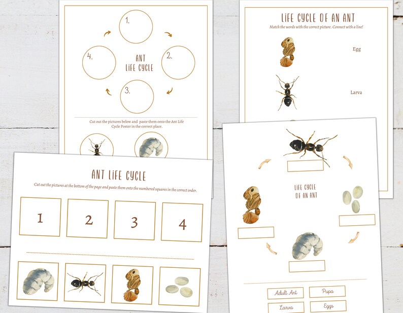 ANT LIFE CYCELE, Homeschool, Montessori, Instant Download - Etsy