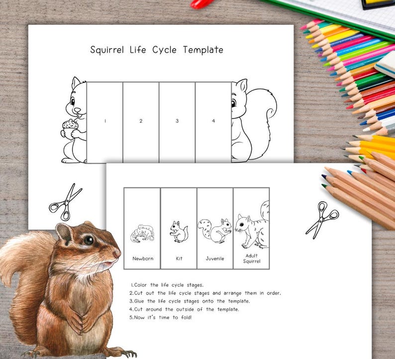 Squirrel Life Cycle Foldable Template, Kids' Science Craft, A4 and 11x8 ...