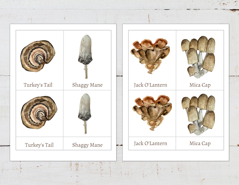 MUSHROOMS Mini Poster + 3-part Cards, 19 Mushrooms, Homeschool ...