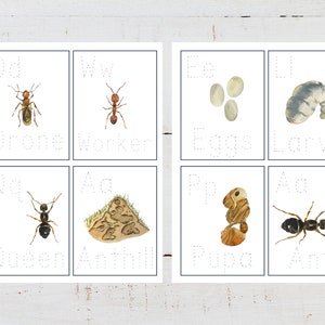 ANT LIFE CYCELE, Homeschool, Montessori, Instant Download - Etsy